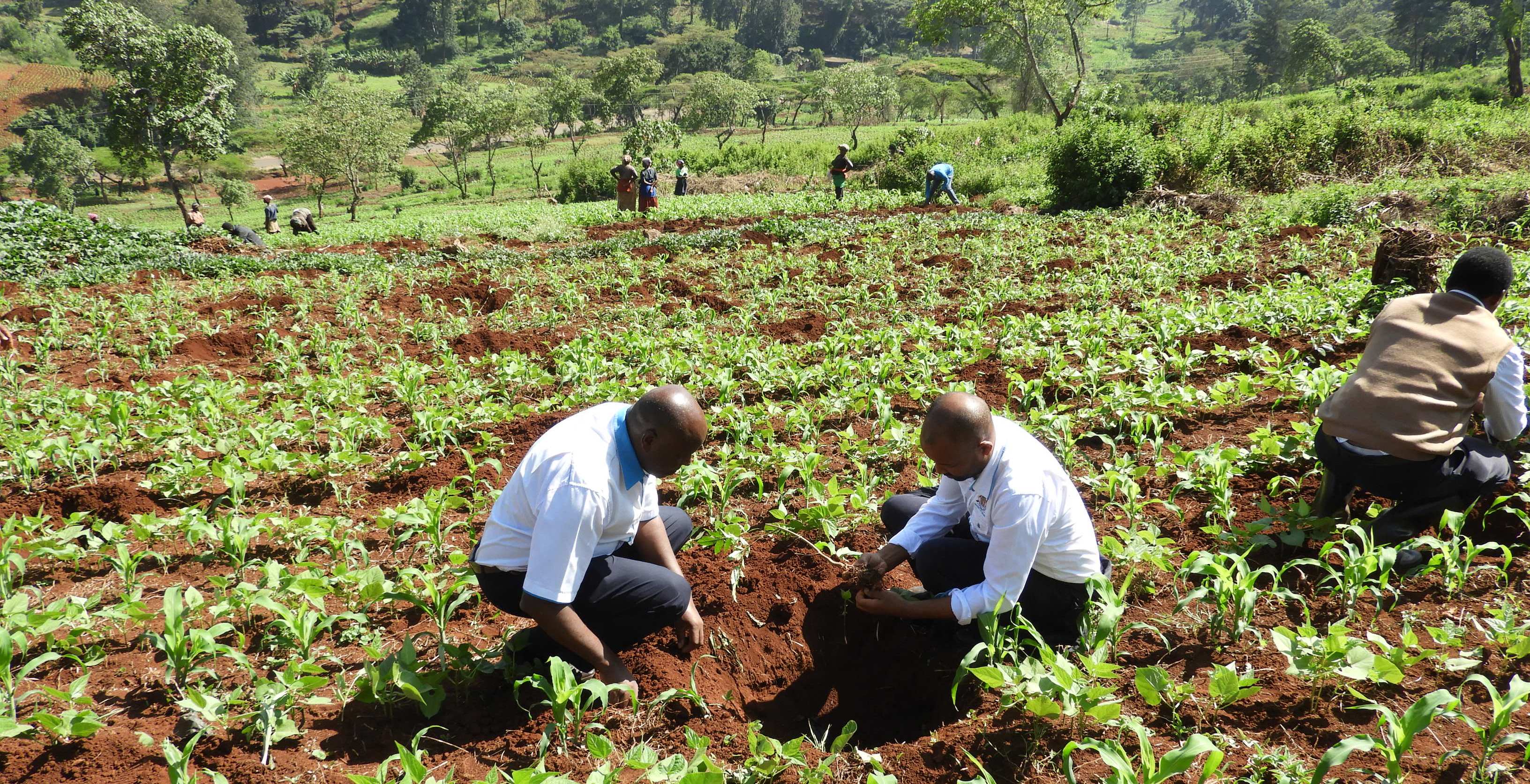 Library Participates in Tree Planting Event Organised by the Faculty of ...
